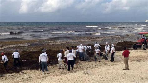 Pronostican Arribo Masivo De Sargazo En Chetumal Tulum Y Canc N Este A O