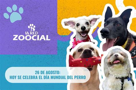 Día Mundial del Perro cómo celebrar esta fecha con su mascota en