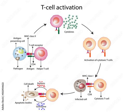 T Cell Activation Diagram Helper T Cell And Cytotoxic T Cell Vector