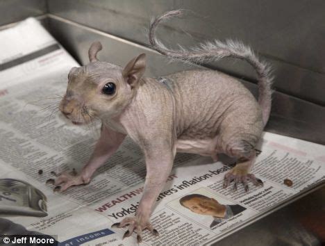 YIKES Naked Squirrel SFW PIC R Pics