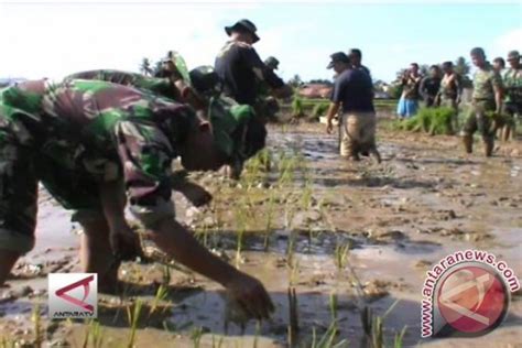 Anggota TNI Bantu Petani Tanam Padi ANTARA News Bangka Belitung