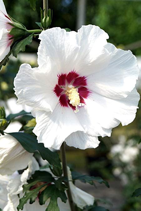 Hibiskus Red Heart Ketmia Syryjska W Doniczce Internetowy Sklep