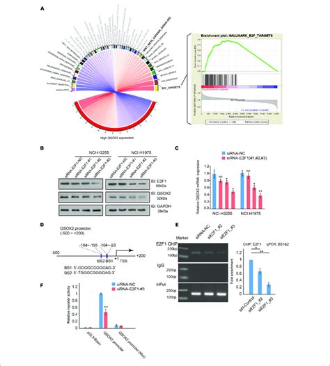E2F Transcription Factor 1 E2F1 Regulates QSOX2 Expression