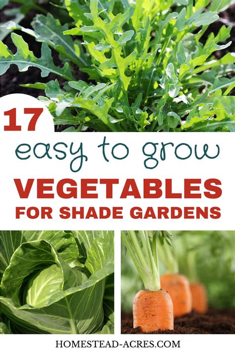 17 Easy Vegetables That Grow In Shade Homestead Acres