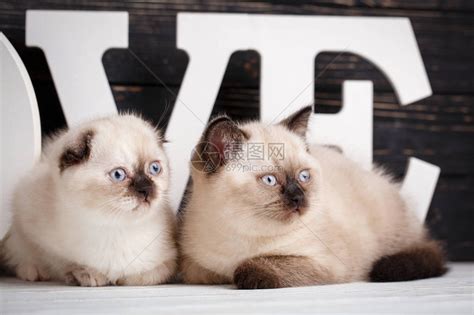 猫会躺在黑暗背景上的字母前面高清图片下载 正版图片504021103 摄图网
