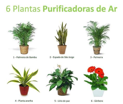 Plantas Que Purificam O Ar Almanaque Sos