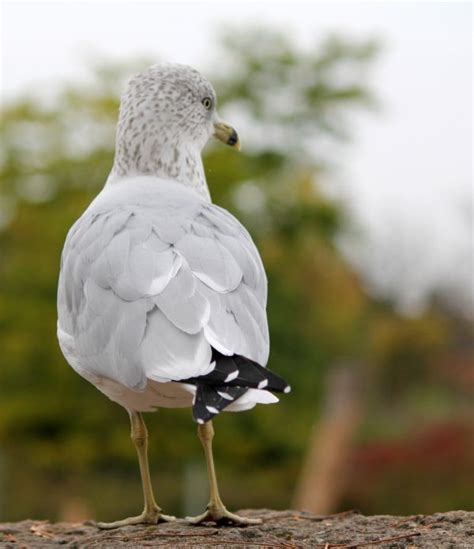 Fotos gratis naturaleza pájaro ala ave marina fauna silvestre
