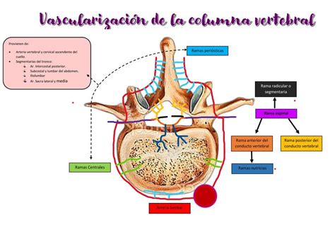 Vascularizaci N De La Columna Vertebral Seg N Anatom A De Moore Va