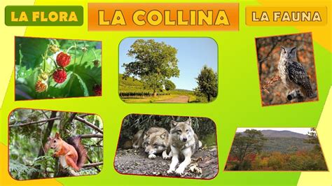 LA COLLINA La FLORA E La FAUNA YouTube