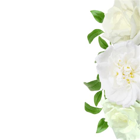 Conjunto De Molduras De Flores Em Branco Png Flores De Anivers Rio