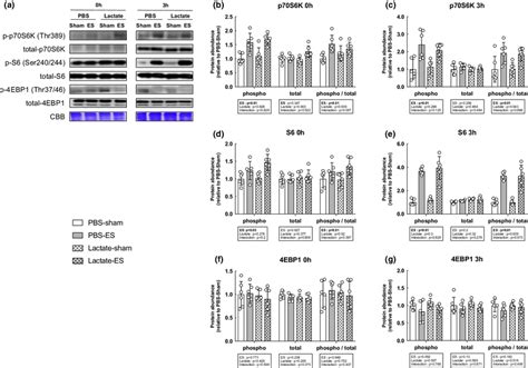 Lactate Administration Does Not Affect MTOR Signaling Activation At 0