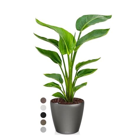 Strelitzia Nicolai In Watergevende Pot Snel En Eenvoudig Online Bestellen