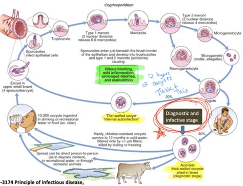 Non Inflammatory Diarrhea Flashcards Quizlet