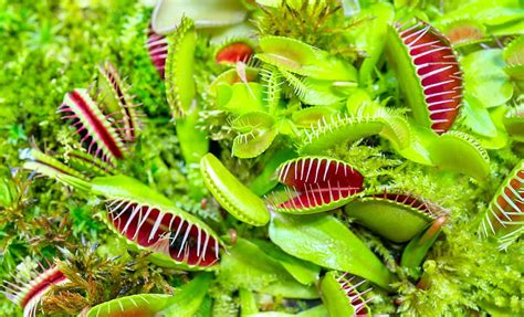Venus Flytrap Vectors Stock PSD Carnivorous Plant HD Wallpaper