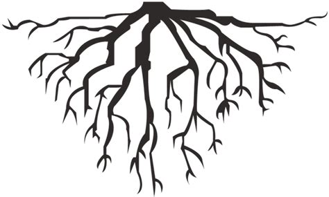 Root Clipart Black And White