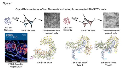 Structures And Post Translational Modifications Of Tau Filaments