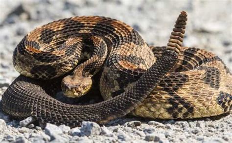 R Ver D Tre Mordu Par Un Serpent Sonnette Pourquoi