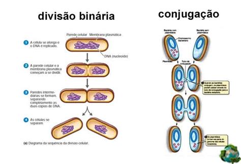Reino Monera Resumo o que é características reprodução estrutura