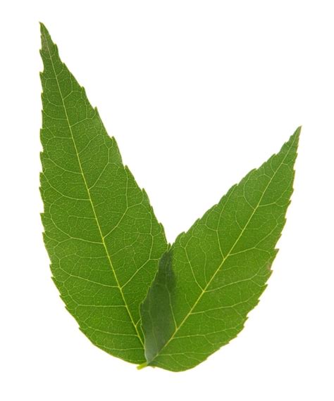Hojas Verdes Aisladas En Blanco Foto Premium