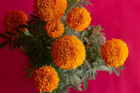 Cempas Chil Cualidades Curativas De La Flor De Muertos M Xico