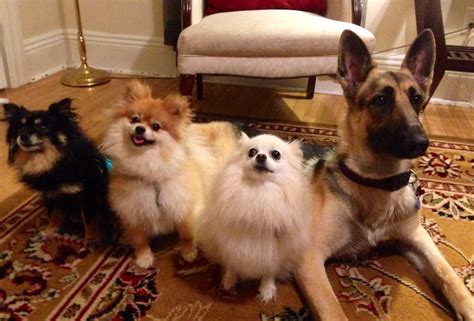 German Shepherd Mixed With Pomeranian