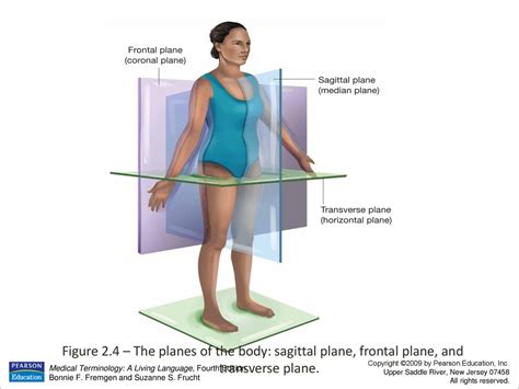 Medical Positions Of The Body
