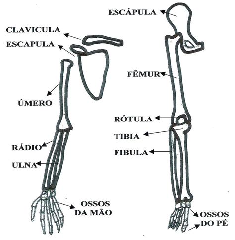 Informações dos ossos do braço e da perna Corpo humano Ossos da