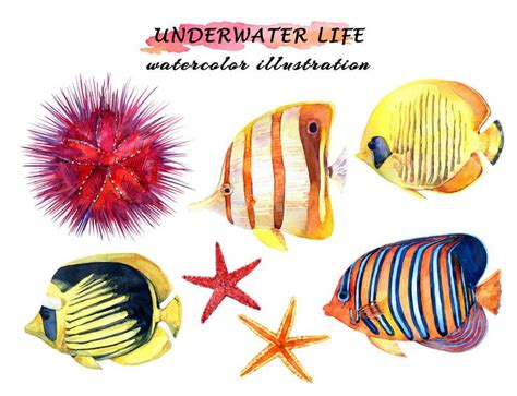 Underwater Life Set Tropical Fish Starfish Free Stock Photo And