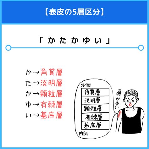 表皮の5層区分のゴロ覚え方薬学ゴロ 薬学部はゴロでイチコロ