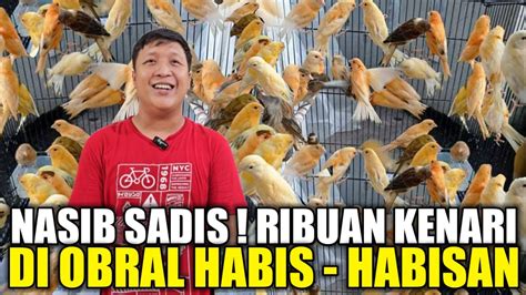 OBRAL ALAKADARNYA BANJIR RIBUAN EKOR KENARI SEMUA DIJUAL SETENGAH