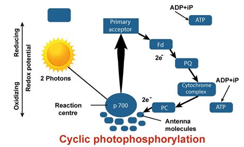Difference Between Cyclic And Non Cyclic Photophosphorylation Javatpoint