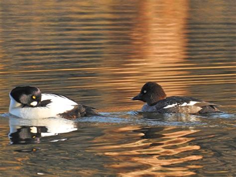 El Pato Nadando En El Lago Foto Premium