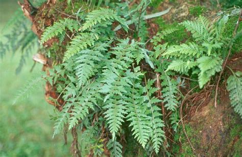 West African Plants A Photo Guide Asplenium Aethiopicum Burm F Bech