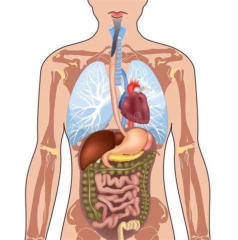 Organes Internes De Corps Humain Estomac Et Poumons Reins Et Coeur