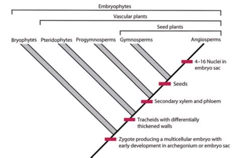 Diversity Of Plants Lecture Exam 3 Origin Of Seed Plants Gymnosperms