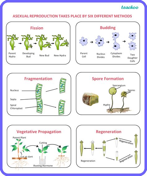 Biology Class 10 What Is Sexual Reproduction Overview Advantages