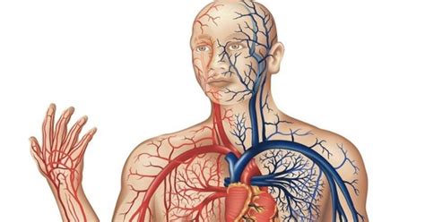 Veia E Arteria Diferen A Librain