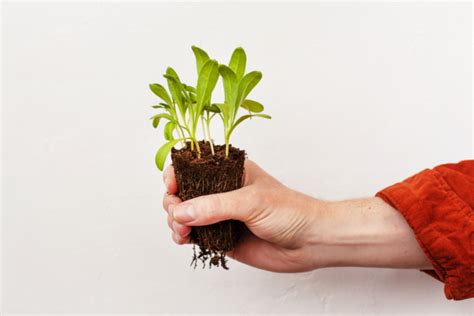 Cómo germinar semillas de pepino Huerto en casa