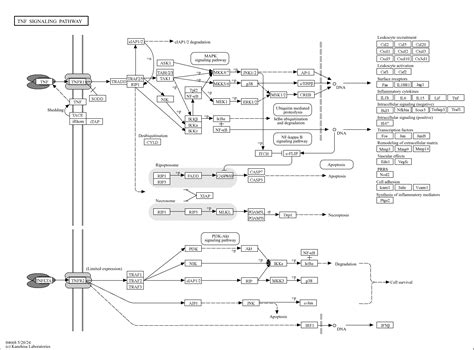 KEGG PATHWAY TNF Signaling Pathway Reference Pathway