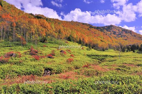 Photolibrary