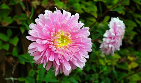 Aster Bloem Roze Gratis Foto Op Pixabay Pixabay