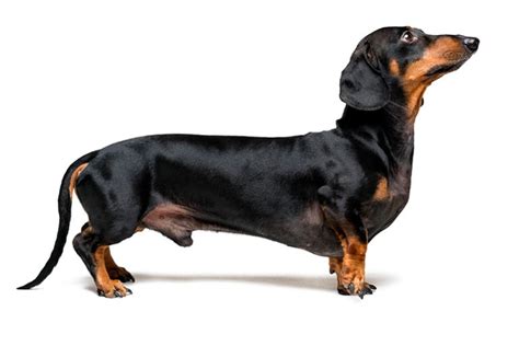 Teckel características y temperamento del Perro Salchicha