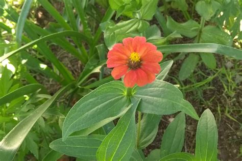 Zinnia Diques de Córdoba