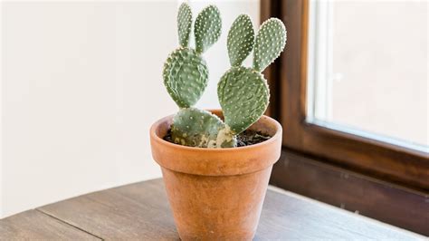 Estas Son Las Plantas Que Atraen La Mala Suerte Ni Se Te Ocurra