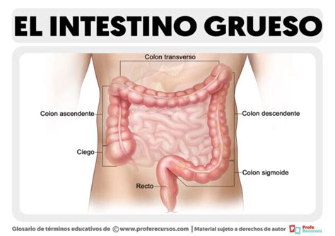 Partes Del Intestino Grueso