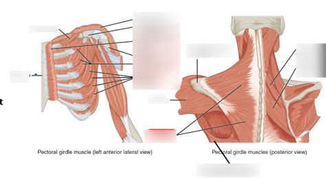 Pectoral Girdle Muscles Diagram Quizlet