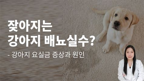 잦아지는 배뇨실수 강아지 요실금 증상과 원인은 YouTube