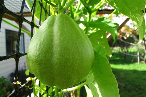 CÓMO CULTIVAR CHAYOTE POR HIDROPONÍA