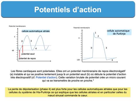 Potentiel D Action E Cardiogram