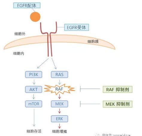 Neuro Oncology2019年9月文章速览 脑医汇 神外资讯 神介资讯